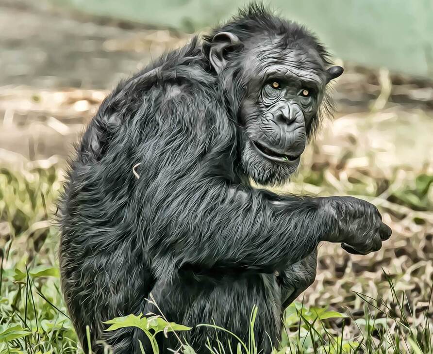 Chimpanzee gangs fight for territory | ecosnack.ee